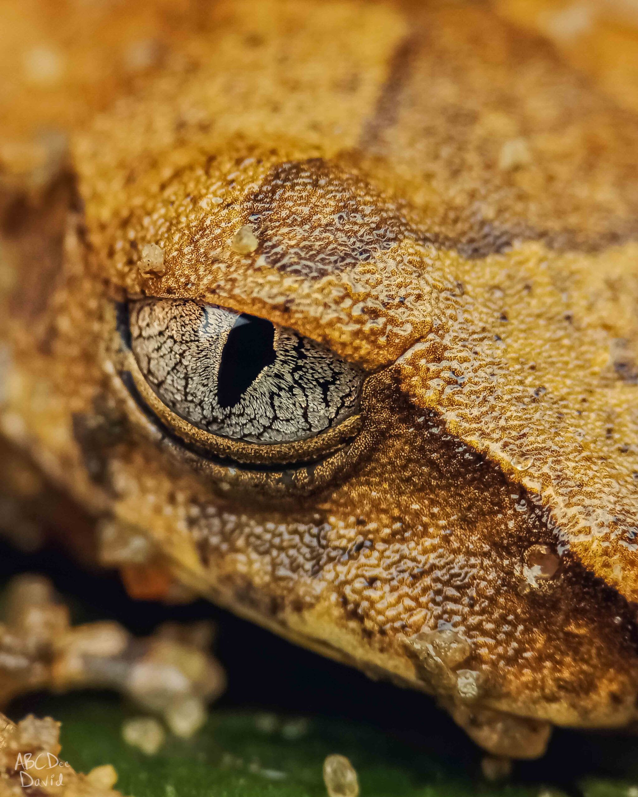 DAVID JOSEPH ON BECOMING THE INSECT MAN AND MACRO PHOTOGRAPHY ...
